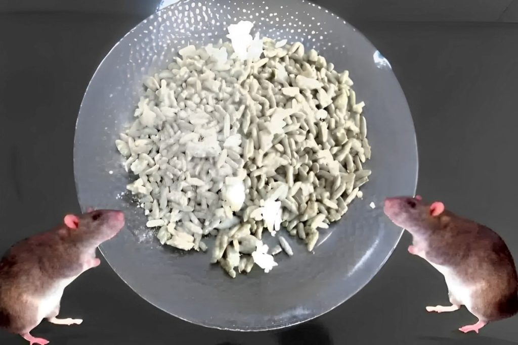Como acabar com ratos usando 2 ingredientes naturais - Água na Boca